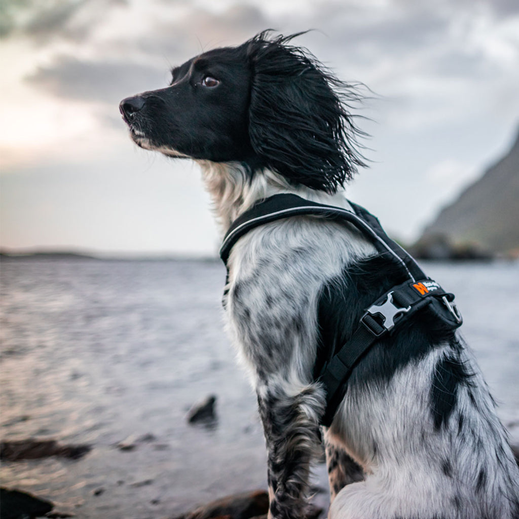 Front (dual) attach harnesses – Harbour City Dog Gear